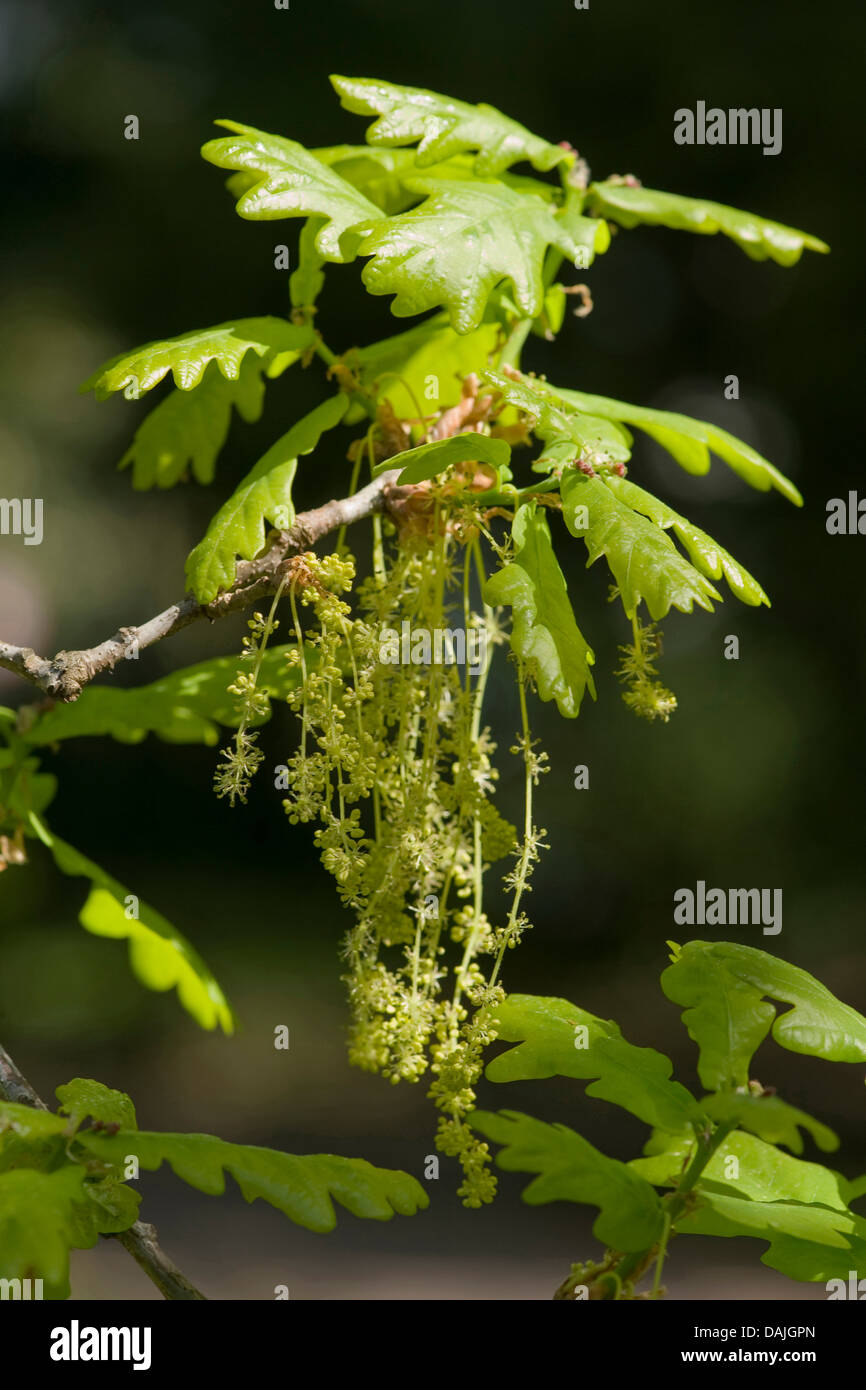 Flowers inflorescence inflorescences wind pollination catkin hi-res ...