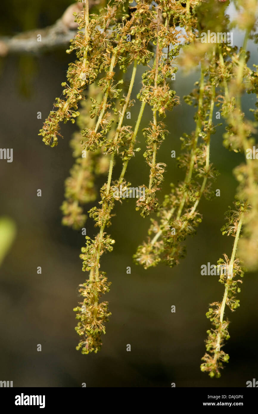 common oak, pedunculate oak, English oak (Quercus robur), male catkin ...