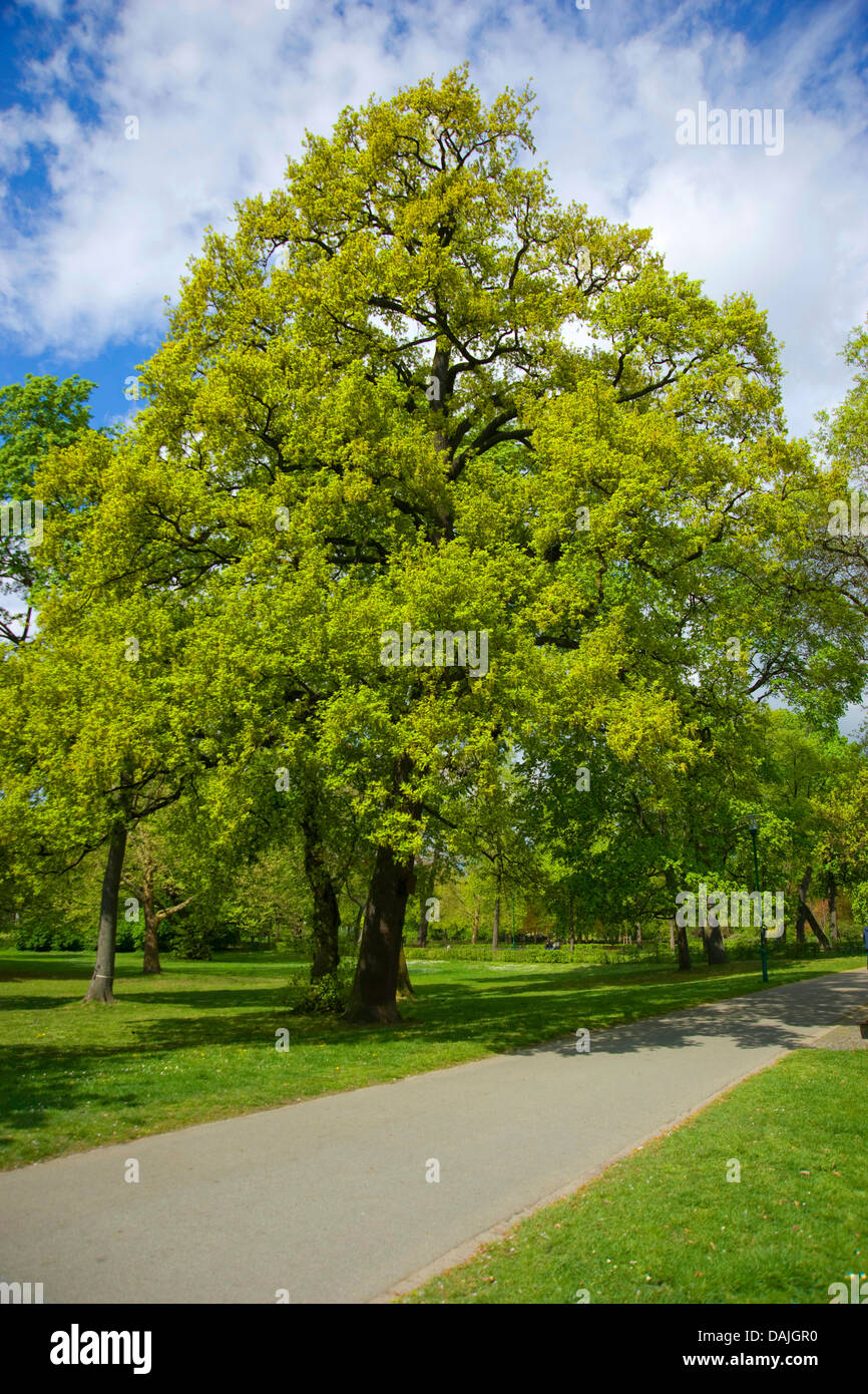 common oak, pedunculate oak, English oak (Quercus robur), tree in a ...