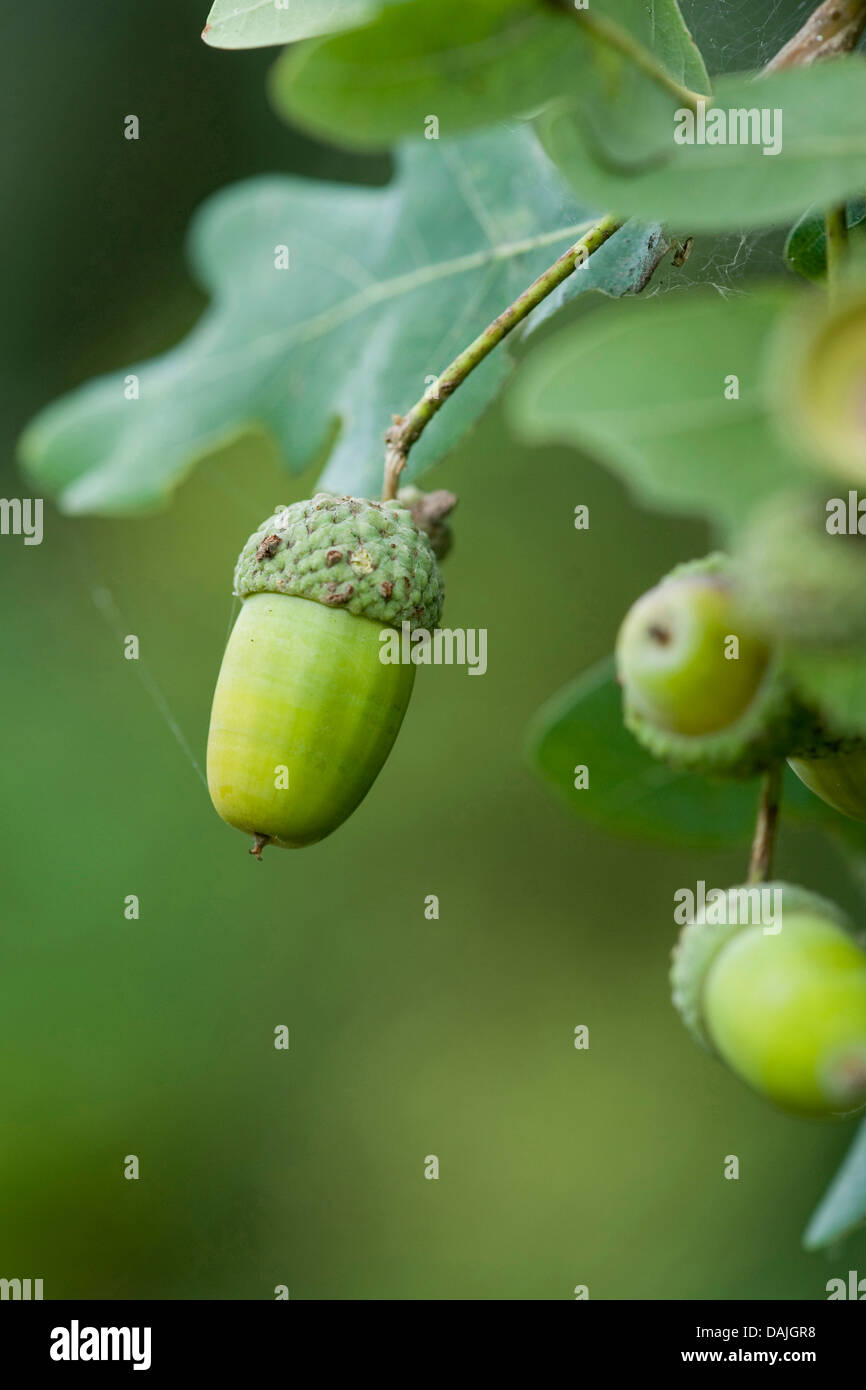 Oak tree quercus robur branch hi-res stock photography and images - Alamy