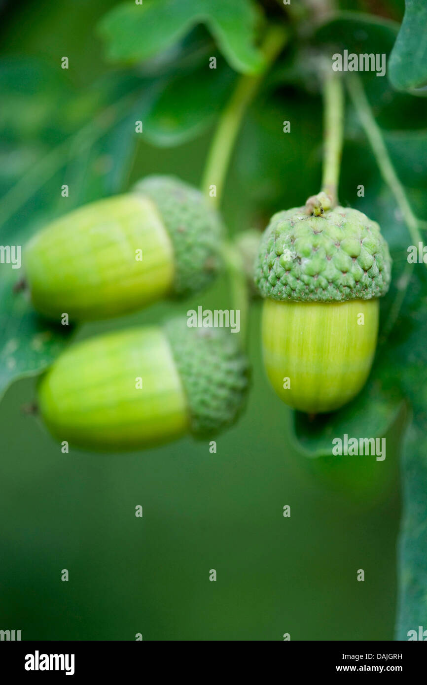 common oak, pedunculate oak, English oak (Quercus robur), unreife ...