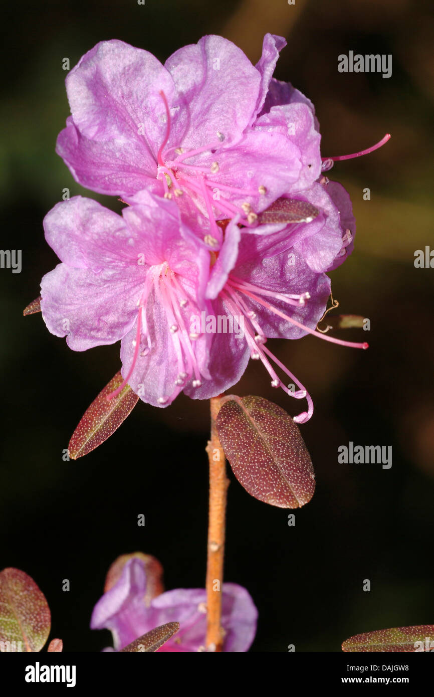 Chinese Alprose, Dahurian azalea (Rhododendron dauricum), flowers Stock ...