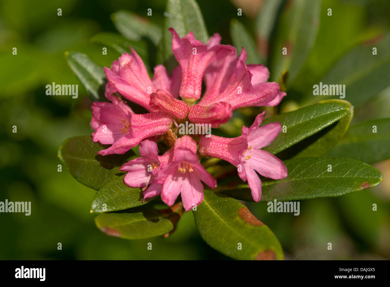 rust-leaved alpine rose (Rhododendron ferrugineum), blooming ...