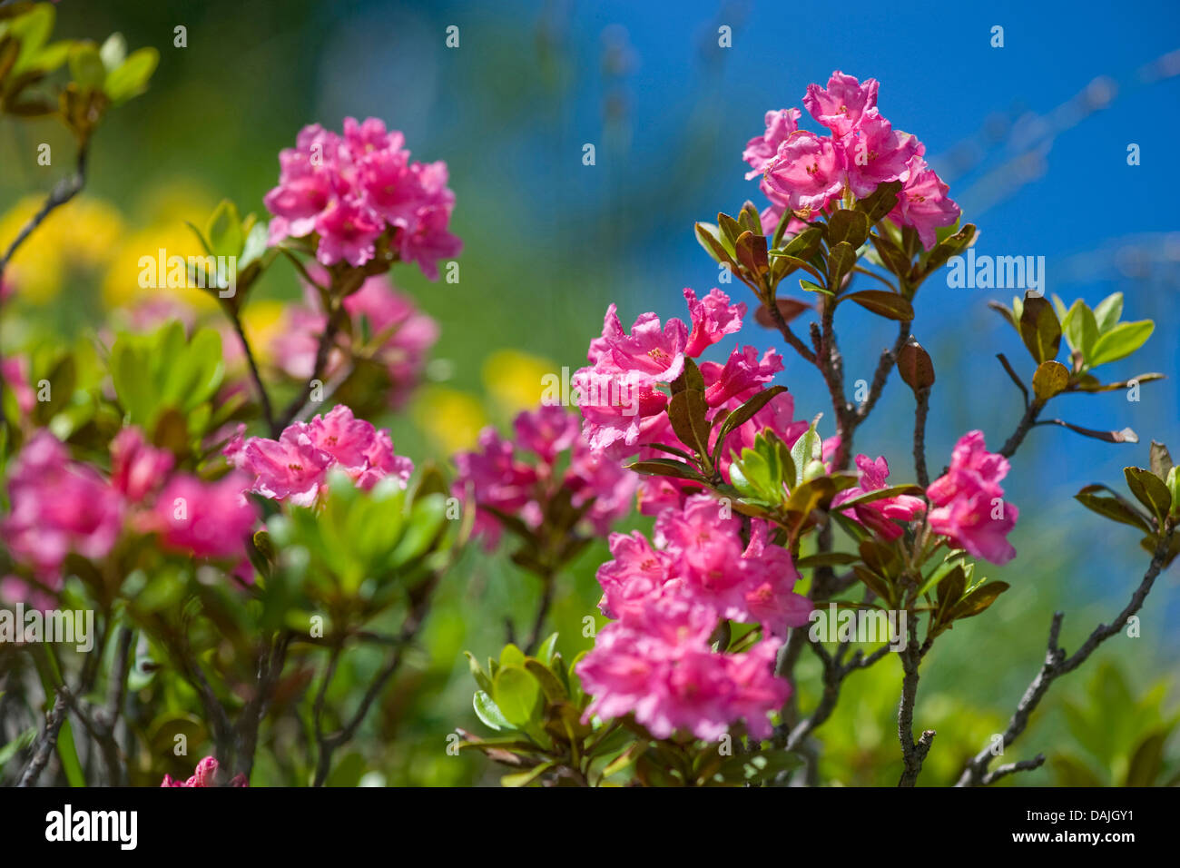 Blue leaved rose hi-res stock photography and images - Alamy
