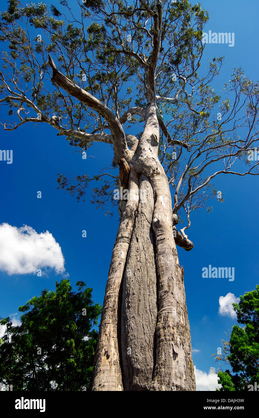 An old aboriginal 'scar tree', aborigines would remove the bark from ...