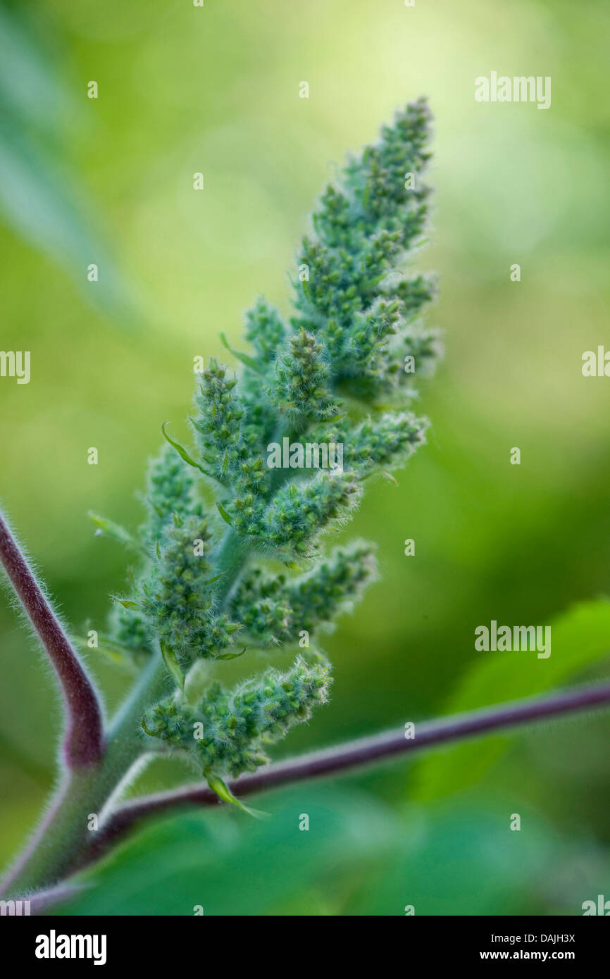 Rhus typhina stags horn sumach hi-res stock photography and images - Alamy