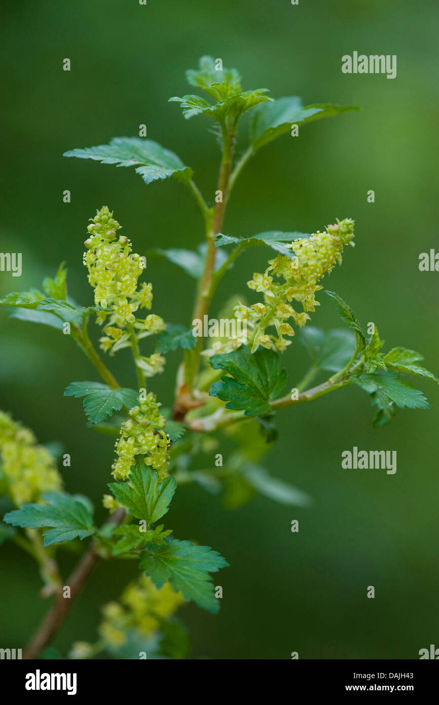 mountain currant (Ribes alpinum), blooming, Germany Stock Photo - Alamy
