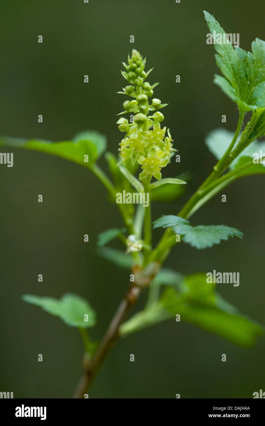 mountain currant (Ribes alpinum), blooming, Germany Stock Photo - Alamy