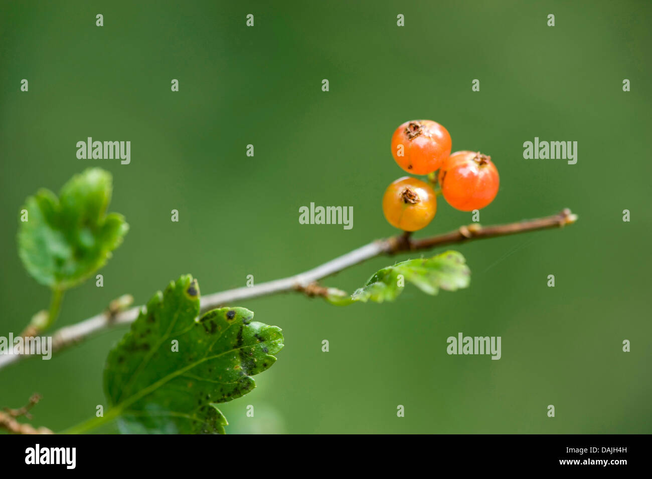 mountain currant (Ribes alpinum), branch with fruits, Germany Stock ...