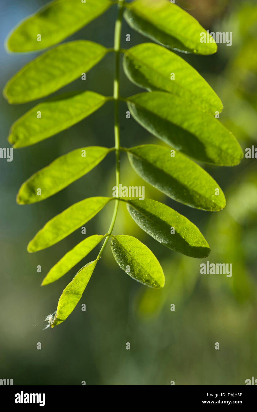 black locust, common locust, robinia (Robinia pseudo-acacia, Robinia ...