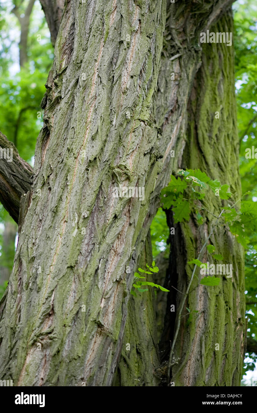 black locust, common locust, robinia (Robinia pseudo-acacia, Robinia ...