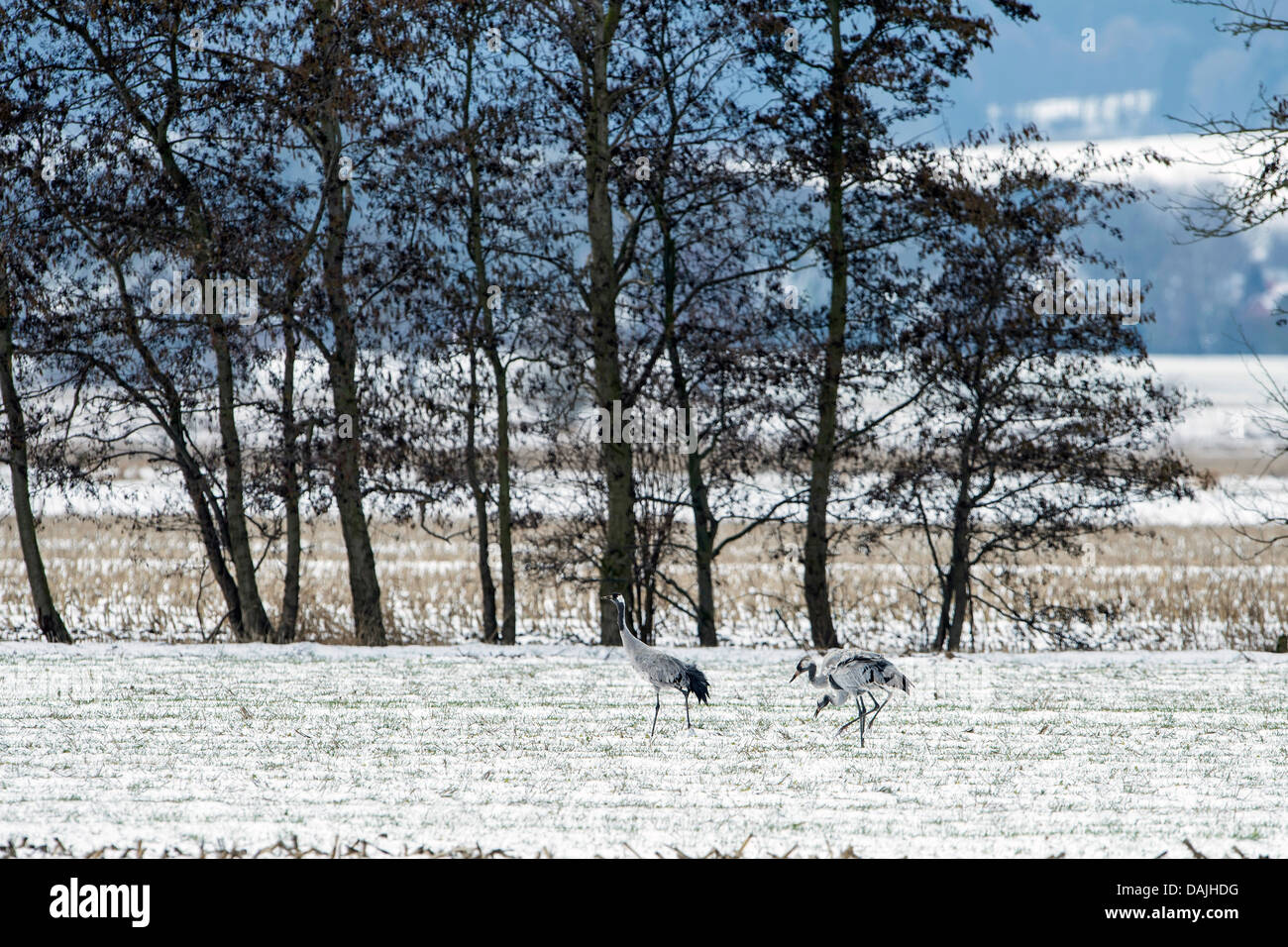 Cranes on snow covered field hi-res stock photography and images - Alamy