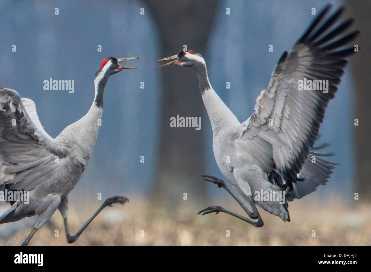 Common crane, Eurasian Crane (Grus grus), two fighting cranes, Germany ...
