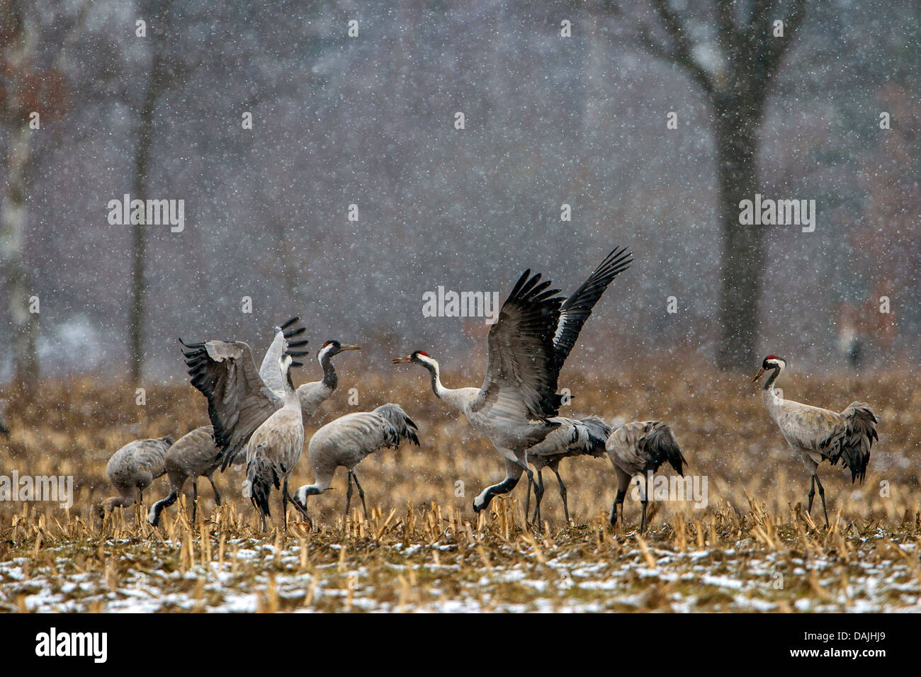 Fighting cranes hi-res stock photography and images - Alamy