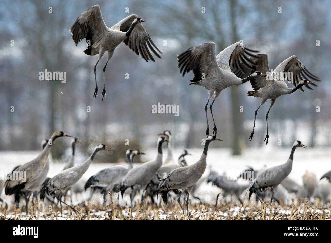 Common crane, Eurasian Crane (Grus grus), three cranes landing within a ...