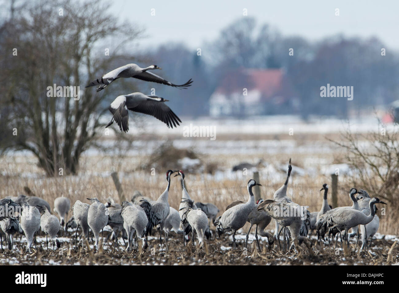 Cranes over the moor hi-res stock photography and images - Alamy