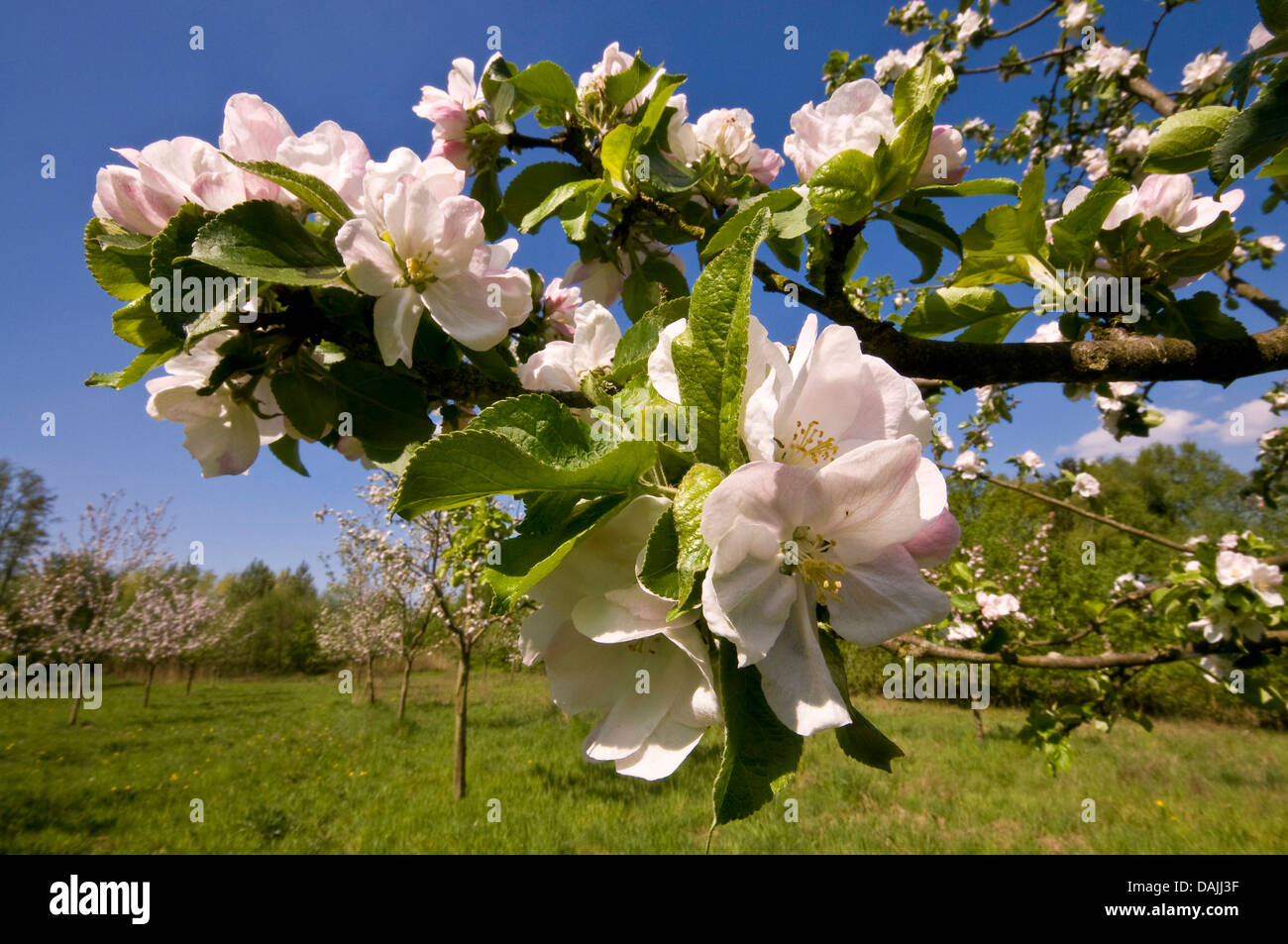 apple tree (Malus domestica), flowering apple tree, Germany, North ...
