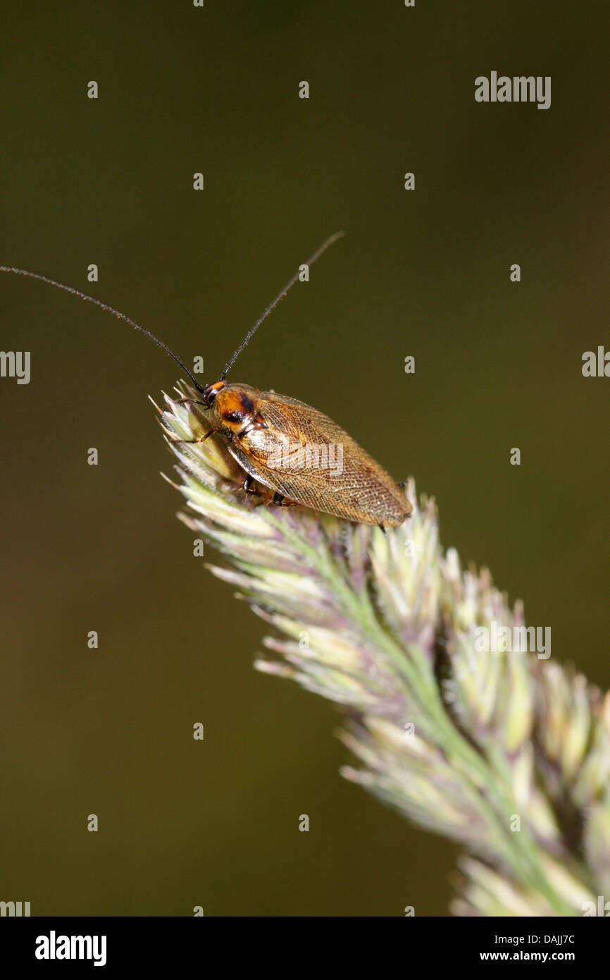 dusky cockroach (Ectobius lapponicus), on a grass ear, Germany, Bavaria ...