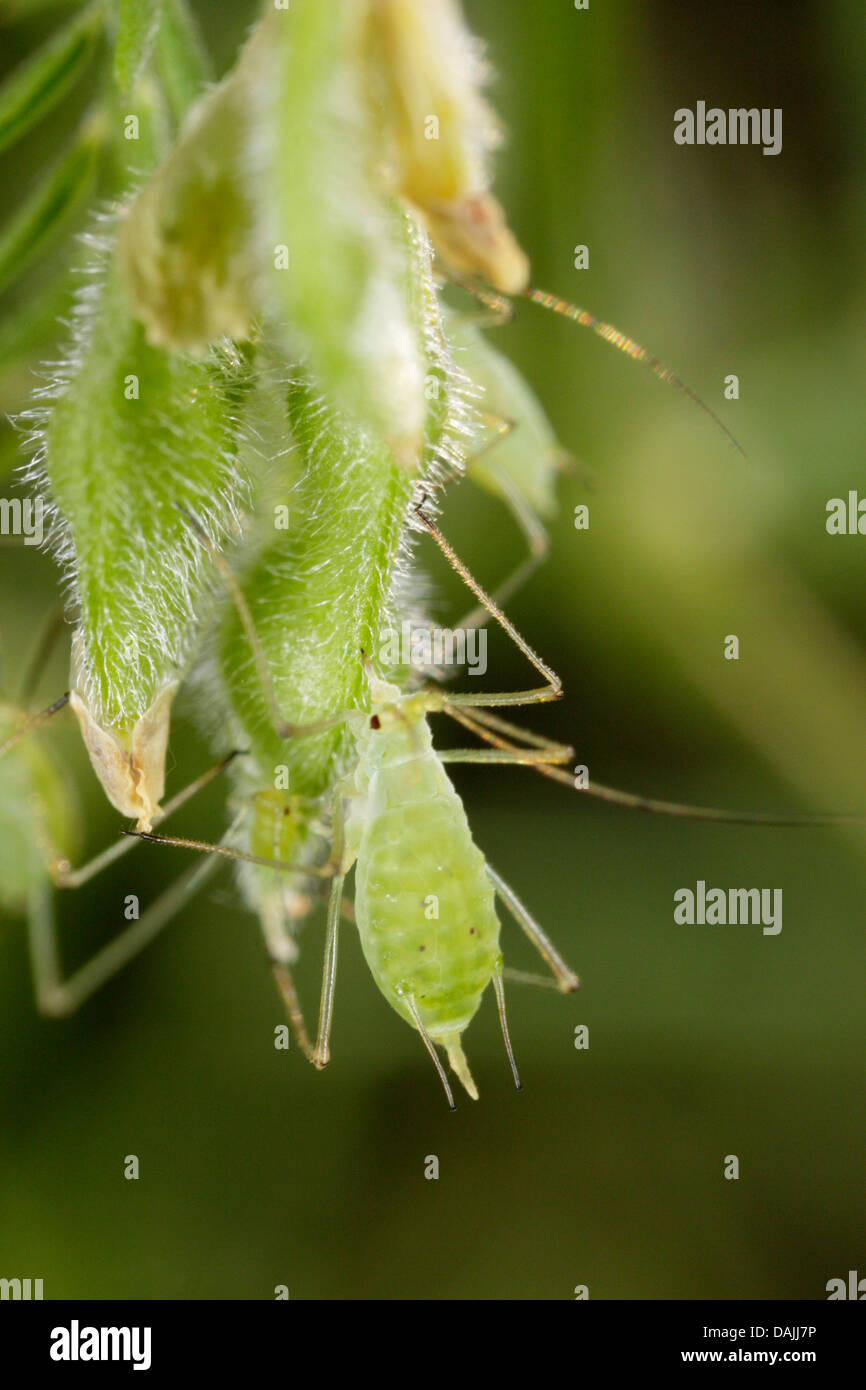 Pea aphid acyrthosiphon pisum hi-res stock photography and images - Alamy