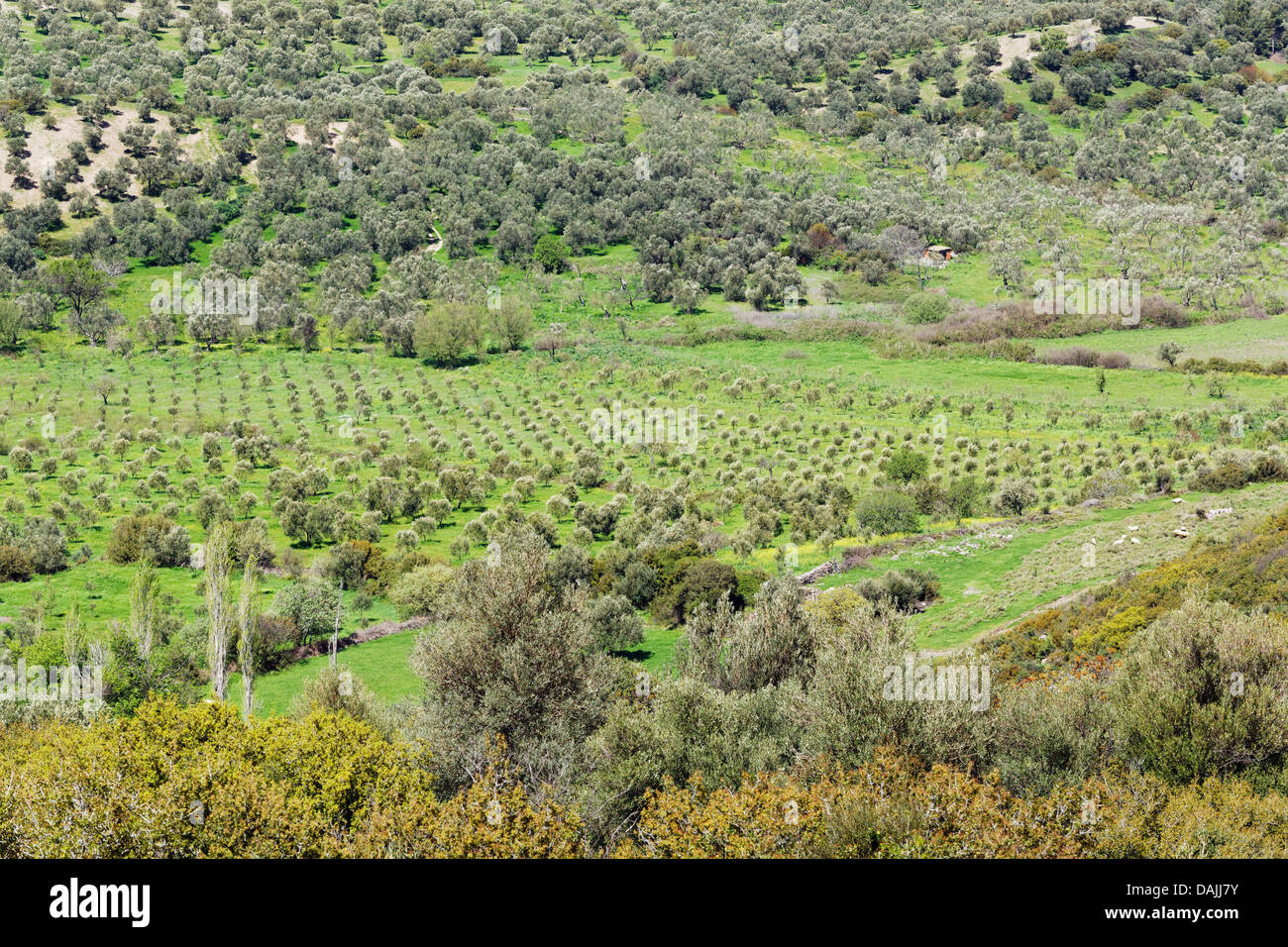Turkey, Olive trees near GÃ¼lpnar Stock Photo - Alamy