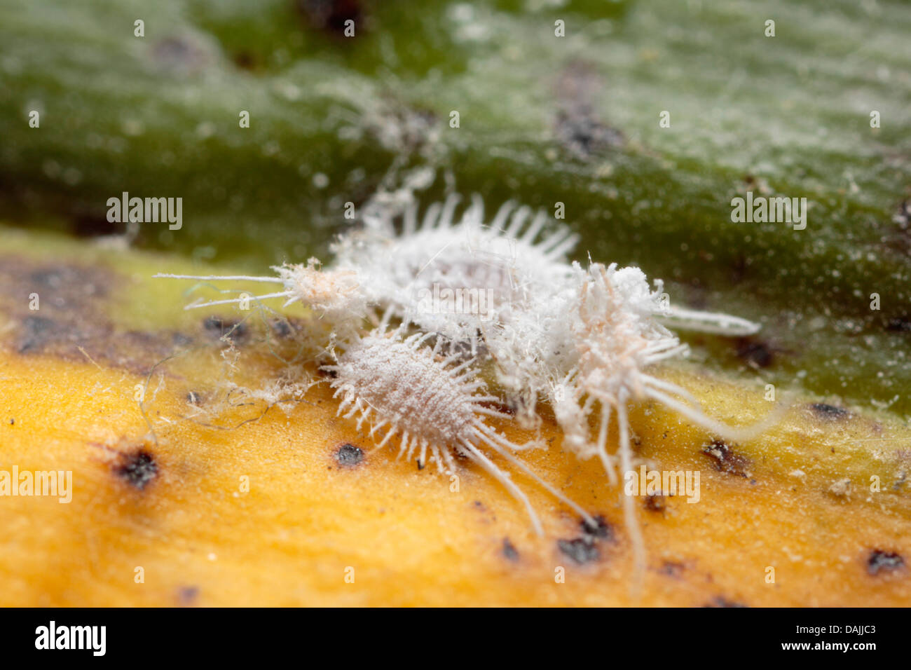 Pseudococcus hi-res stock photography and images - Alamy