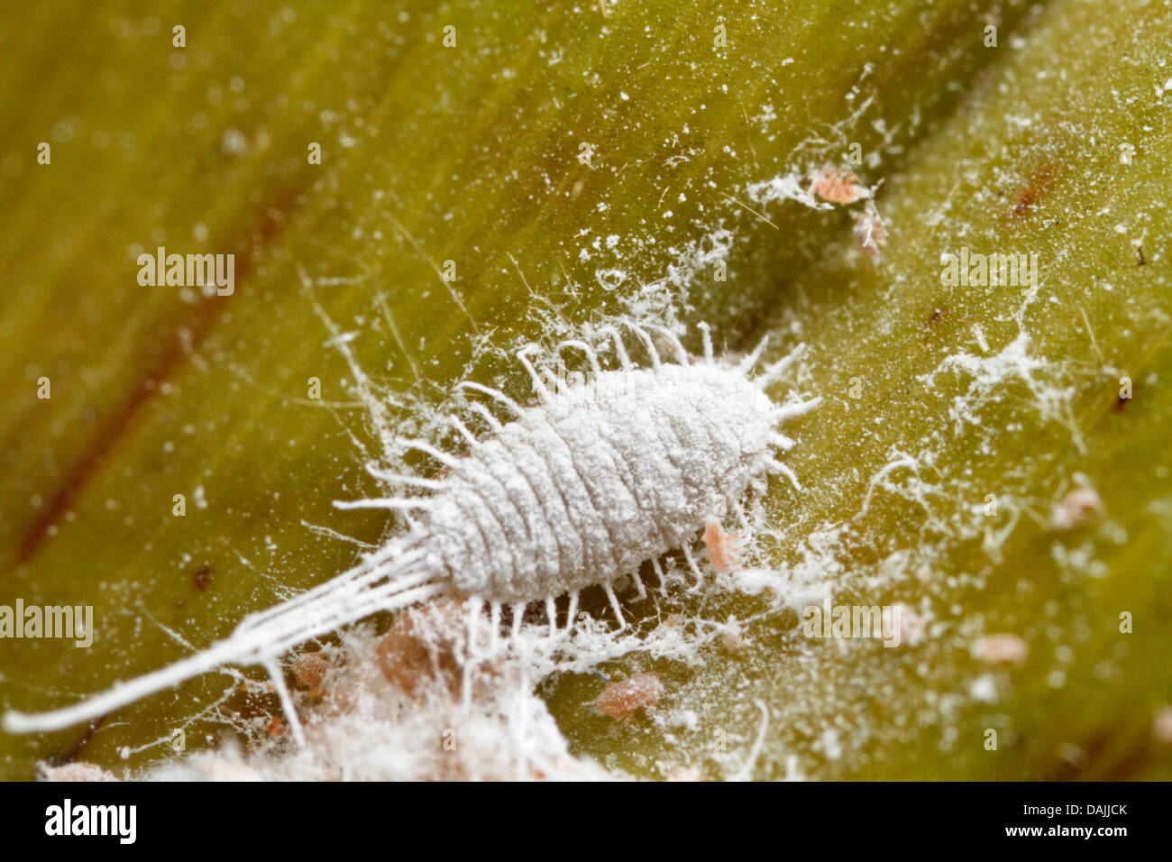 Pseudococcus hi-res stock photography and images - Alamy