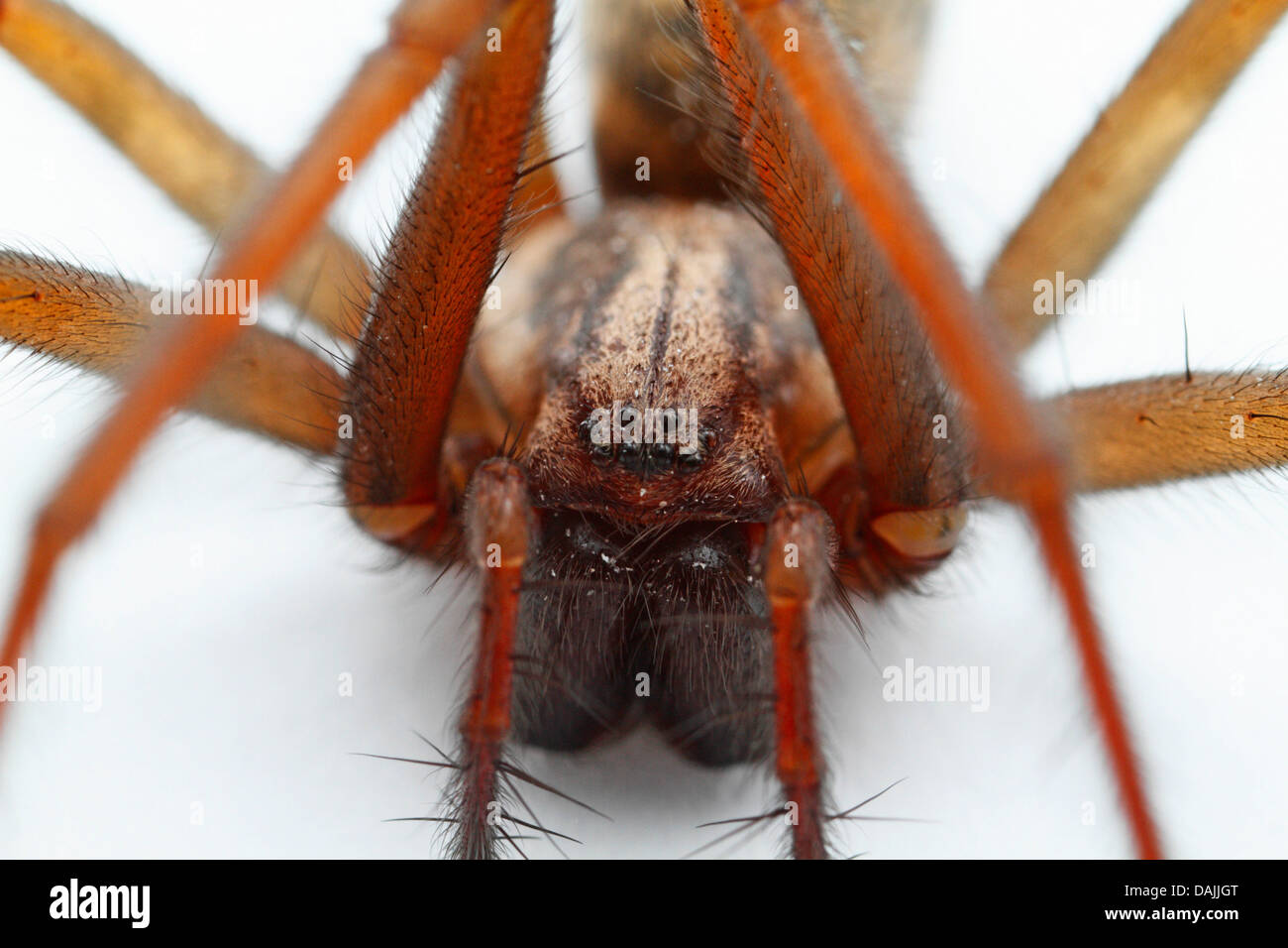 Lesser house spider tegenaria domestica hi-res stock photography and ...