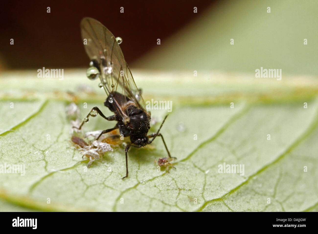 Dogwood grass hi-res stock photography and images - Alamy