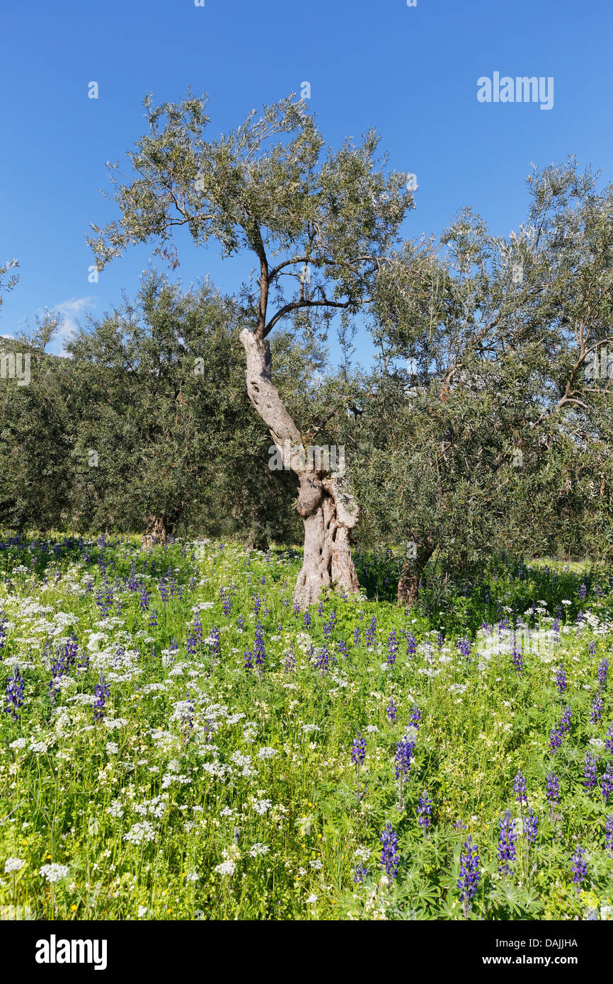 Turkey, Olive trees and blue lupines Stock Photo - Alamy