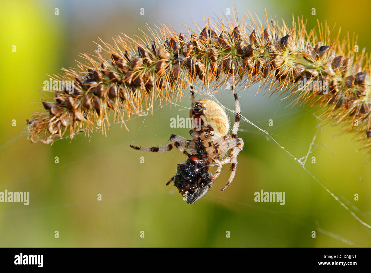 Cross Orbweaver European Garden Spider Cross Spider Araneus Diadematus With Prey In Her Net