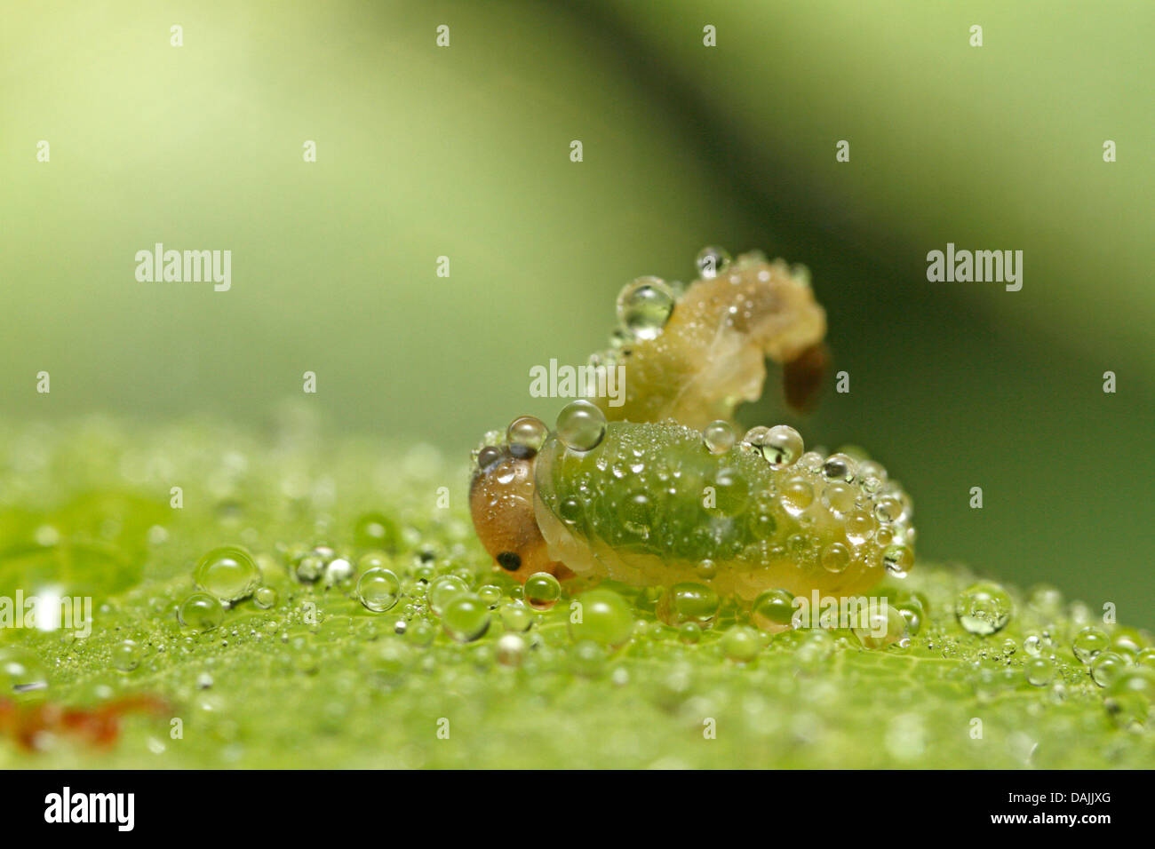 common sawflies (Tenthredinidae), Sawfly larva in defense posture ...
