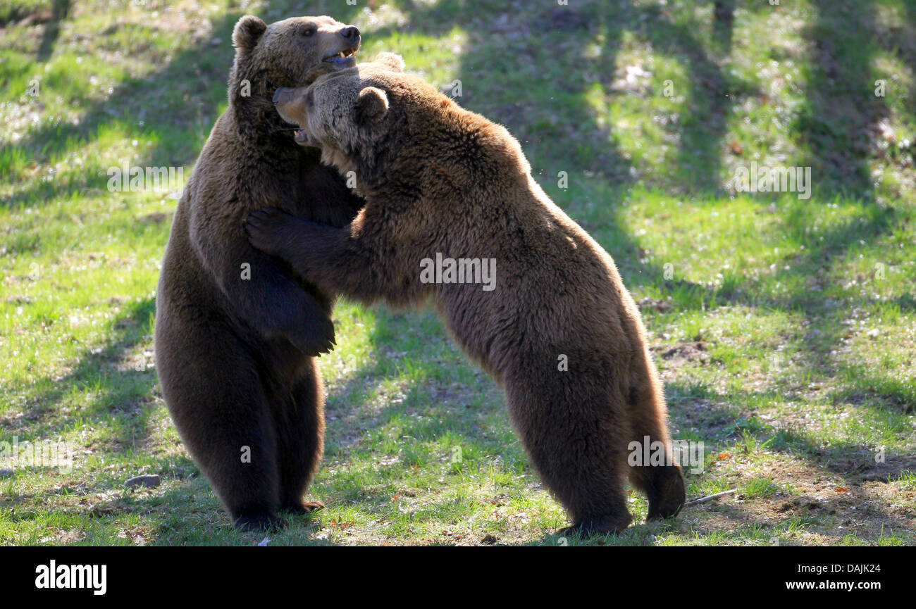 Two brown bears play at the Bear Forest in Stuer, Germany, 15 April ...