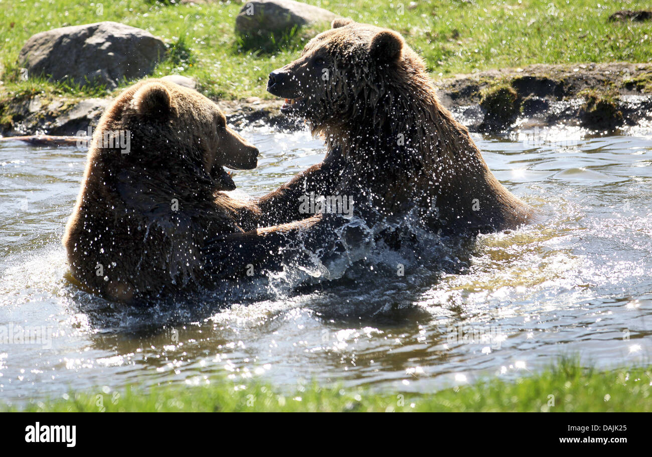 Two brown bears play at the Bear Forest in Stuer, Germany, 15 April ...