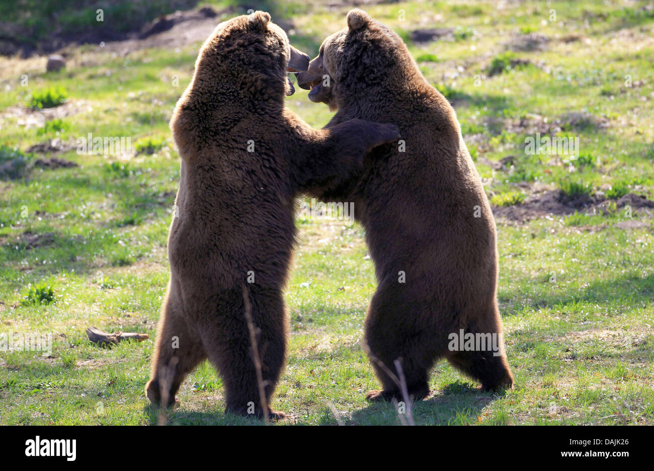 Two brown bears play at the Bear Forest in Stuer, Germany, 15 April ...