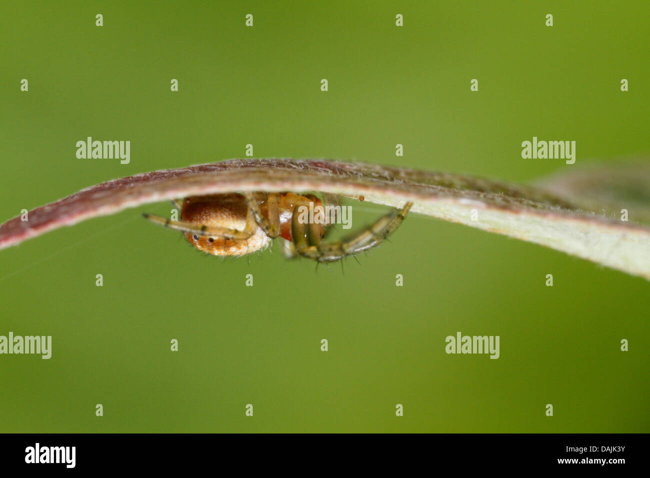 running crab spiders, philodromids, philodromid spiders (Philodromidae ...