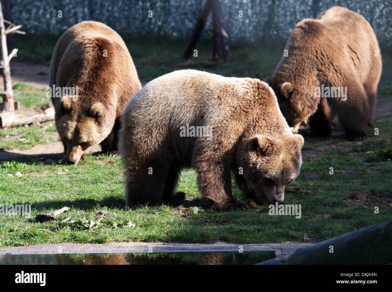 Three brown bears eat at the Bear Forest in Stuer, Germany, 15 April ...
