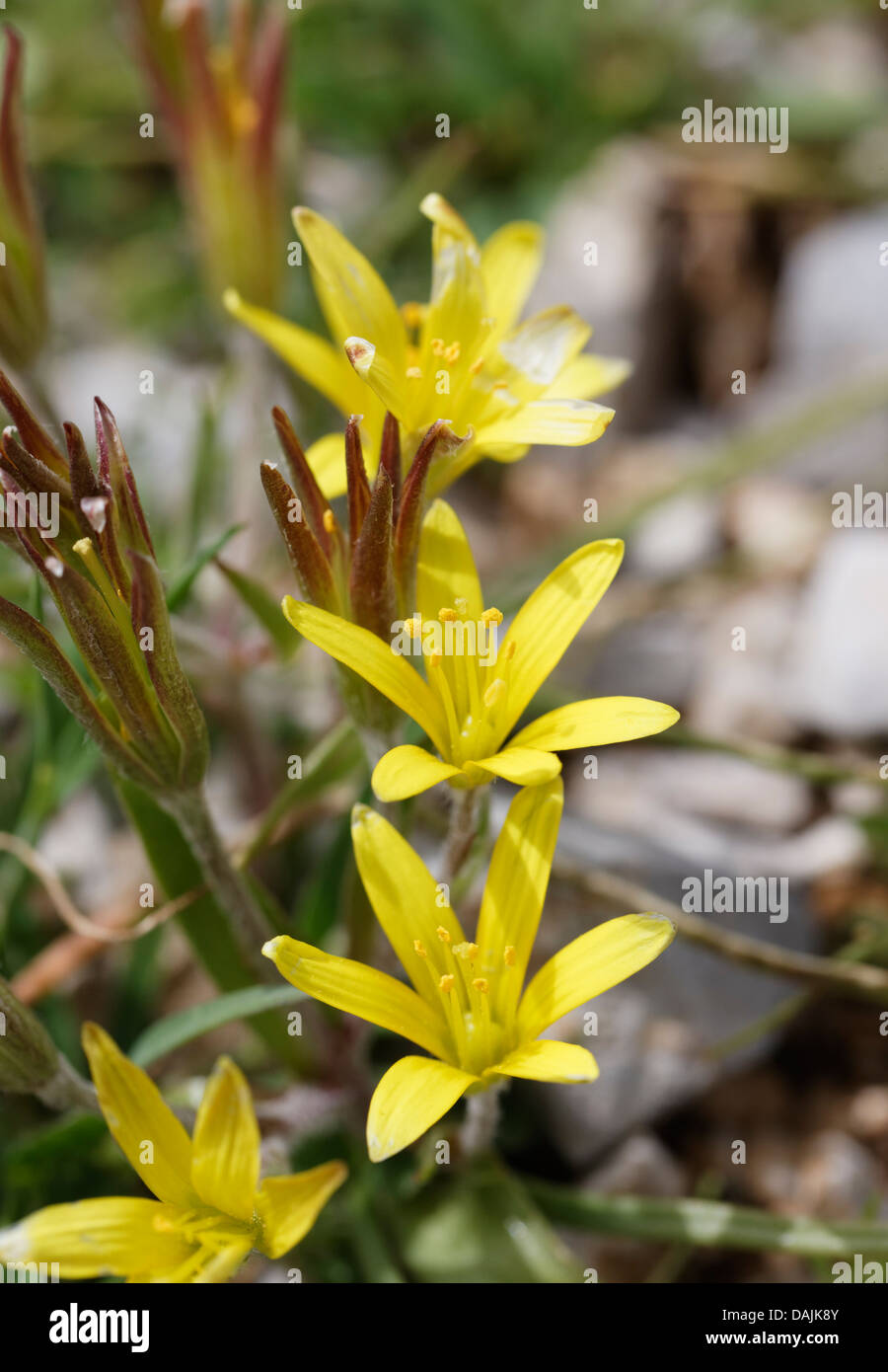 Yellow star tube flowers hi-res stock photography and images - Alamy