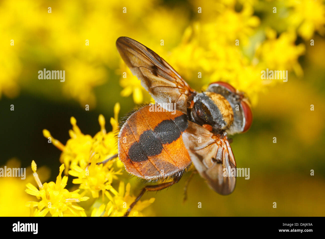 Parasite fly (Phasia hemiptera, Alophora hemiptera), Phasia hemiptera ...