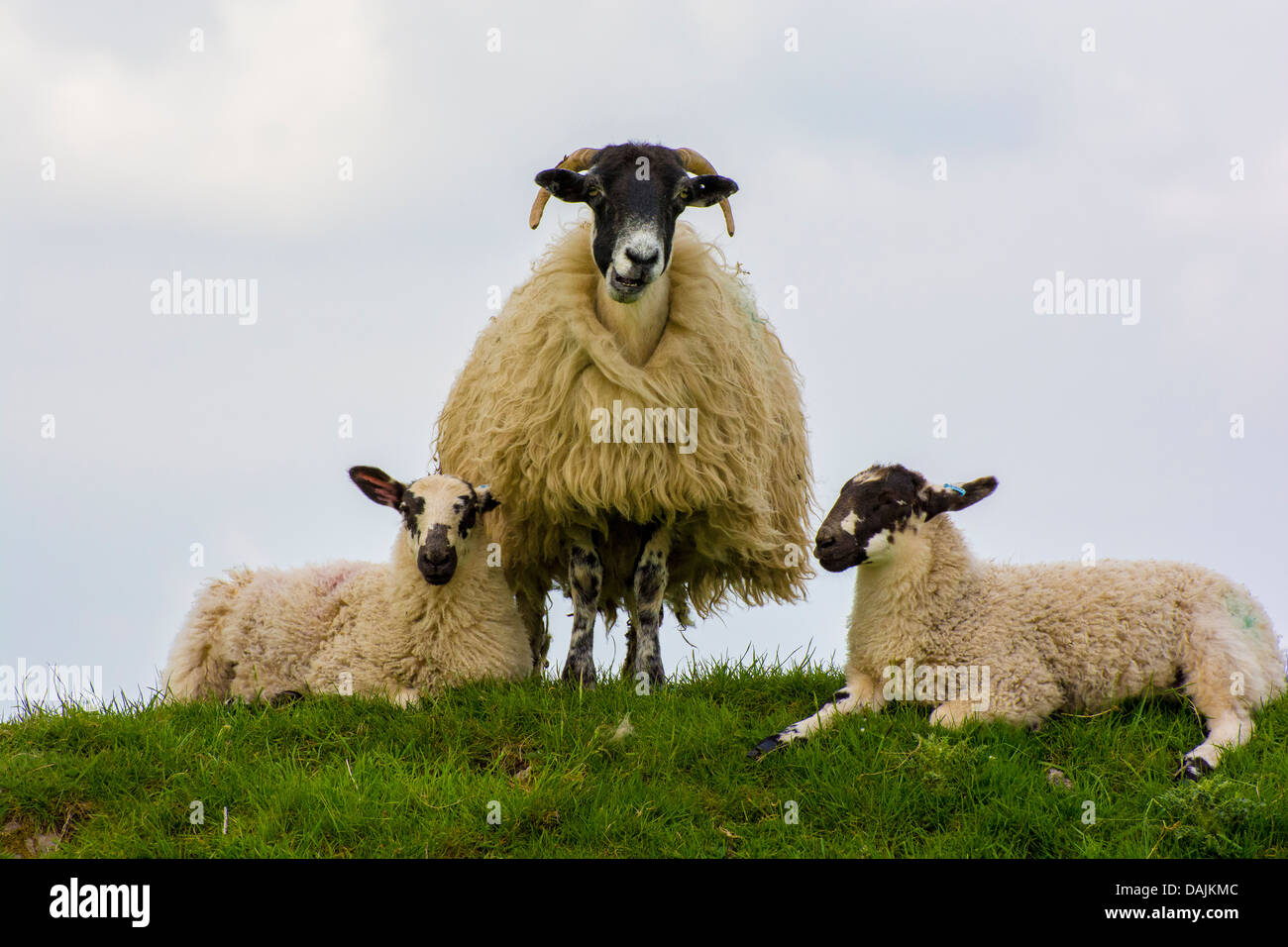 Family lamb hi-res stock photography and images - Alamy