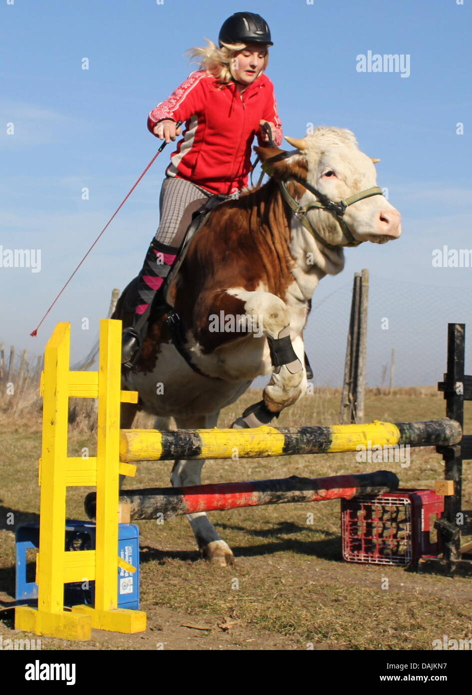 Fifteen-year-old Regina rides a cow in Laufen, Germany, 12 March 2011 ...
