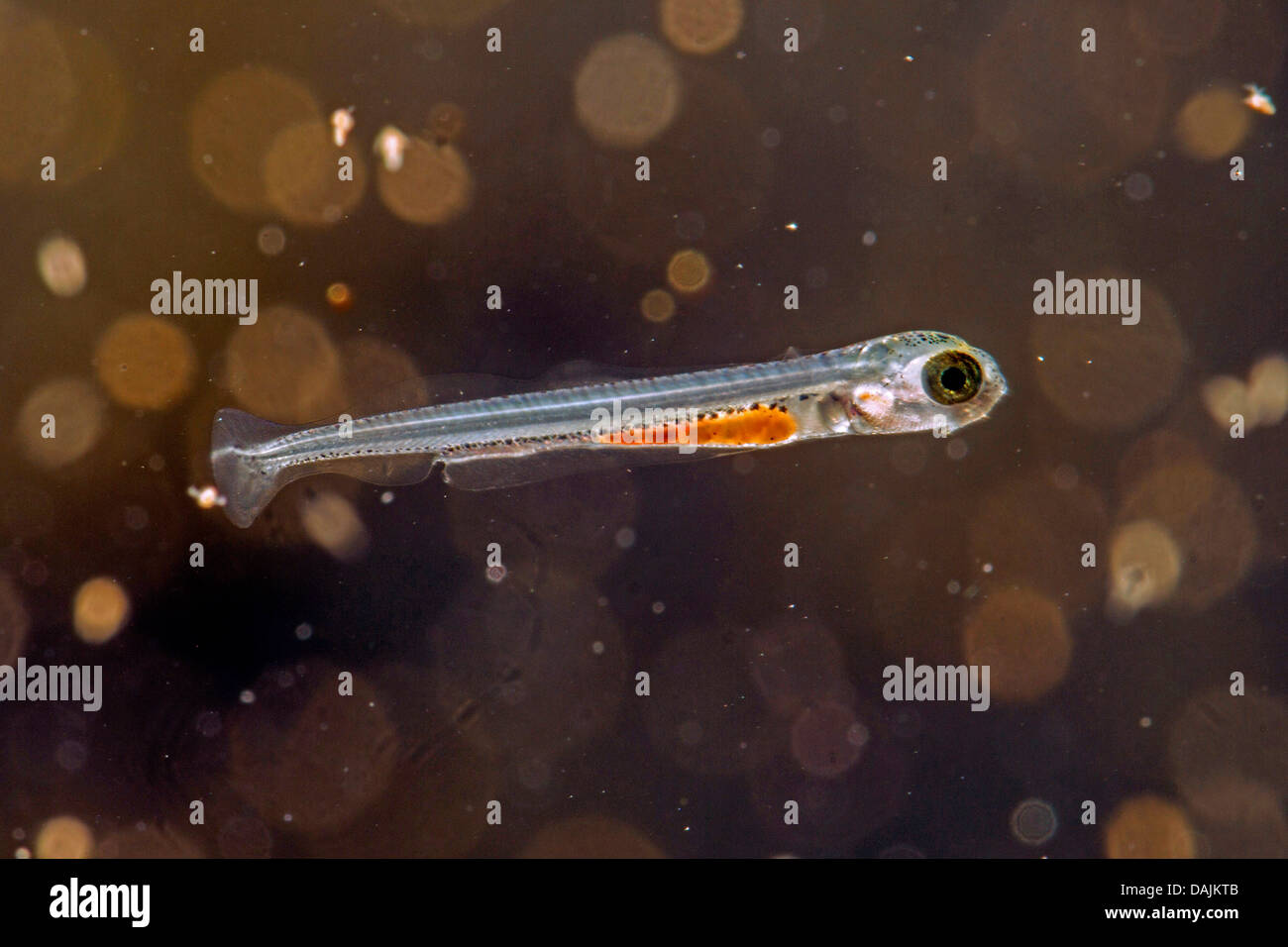 coregonines, lake whitefishes (Coregoninae), lake whitefish after first ...