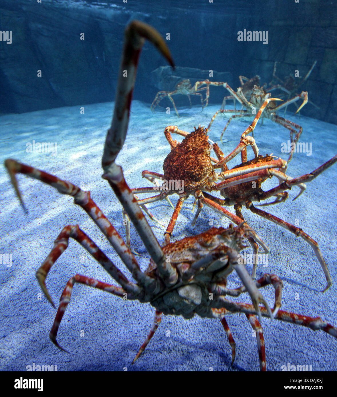 A Great Spider Crab is pictured in a basin at the Sea Life aquarium in ...