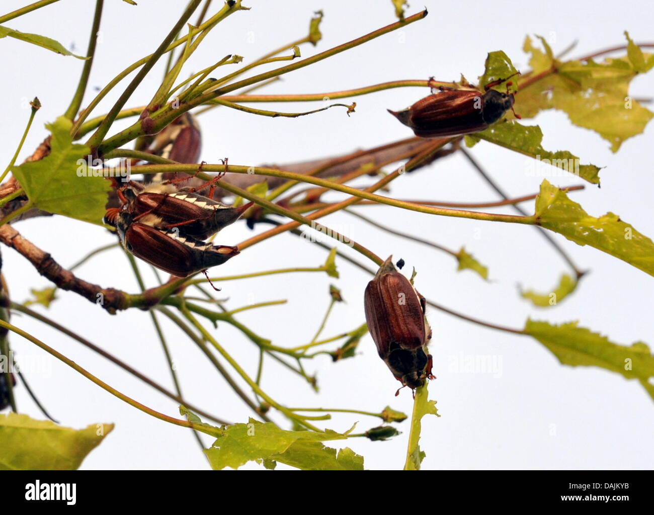 May beetles sit on a branch with fresh leaves at the Kaiserstuhl region ...