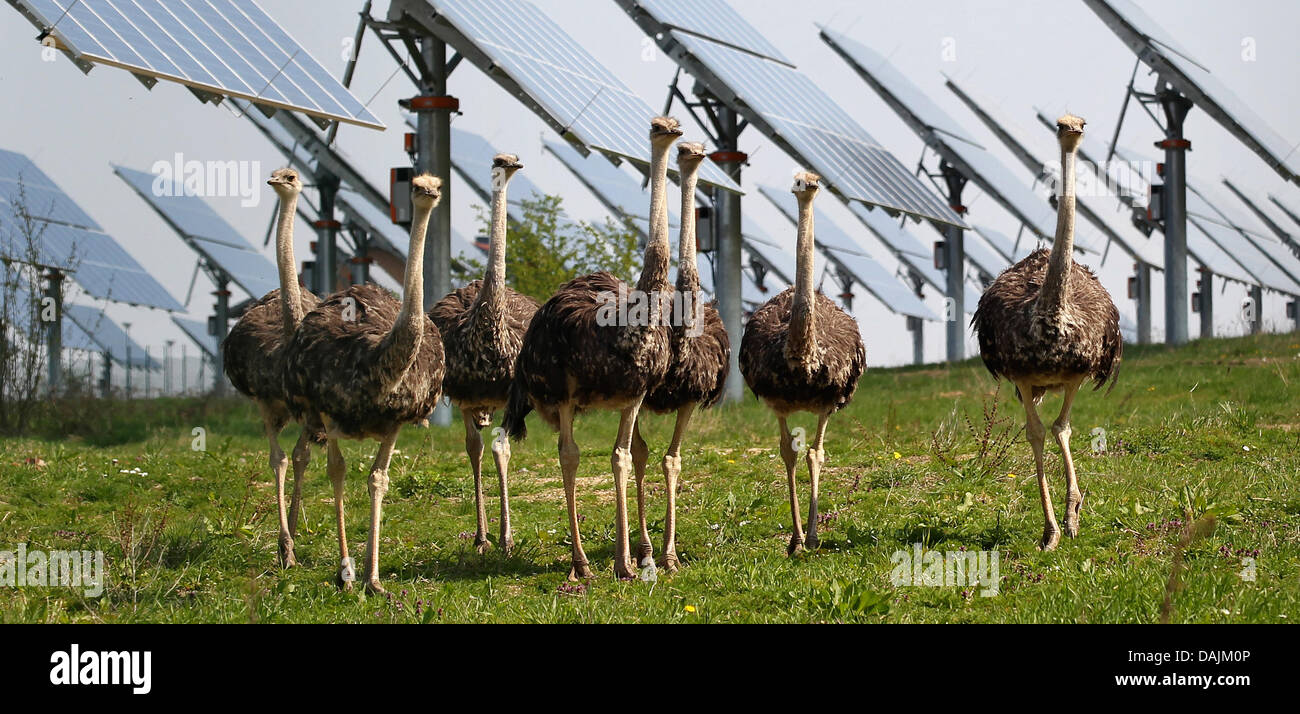 Ostriches stands hi-res stock photography and images - Alamy