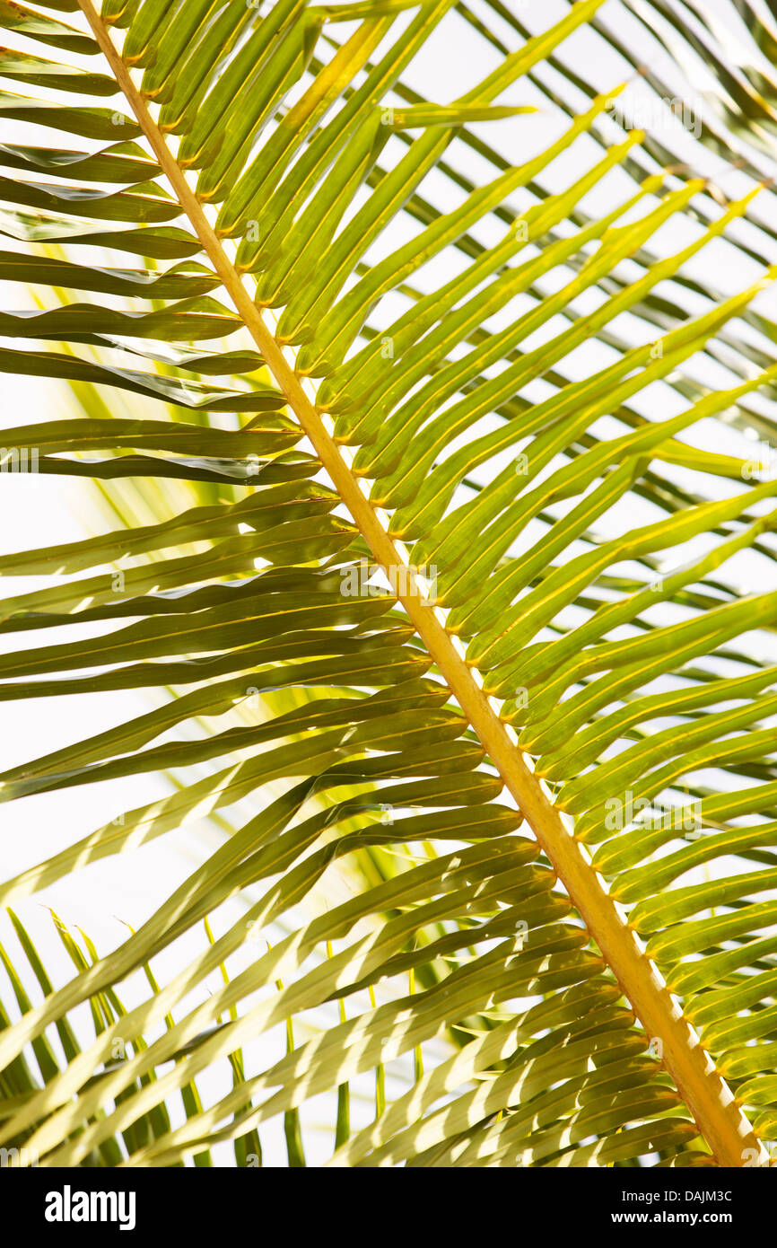 USA, Hawaii, Palm tree, close up Stock Photo - Alamy