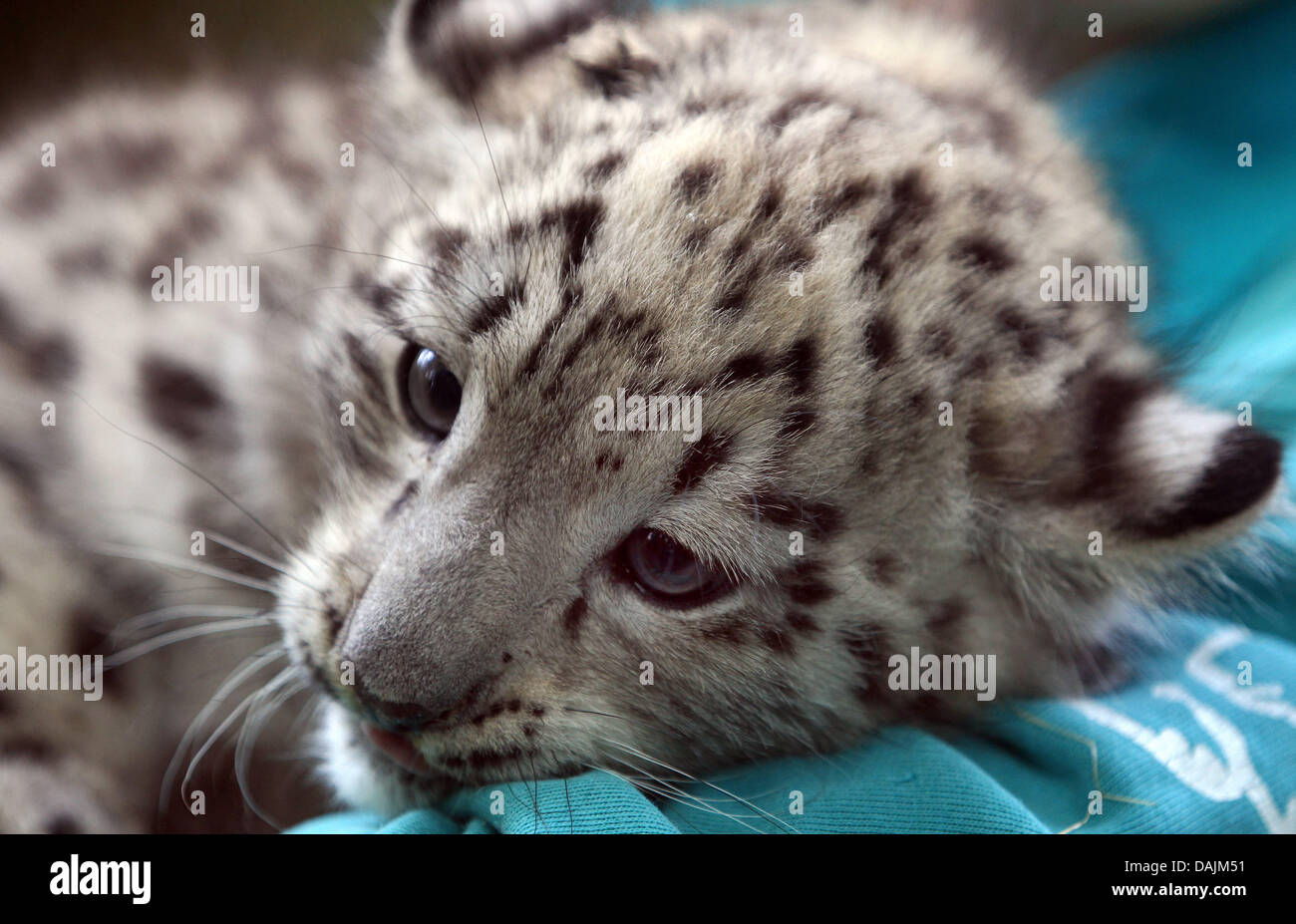 Picture of female leopard hi-res stock photography and images - Alamy