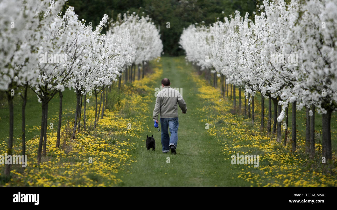 A man and his dog walk through a field with flowering fruit trees in ...