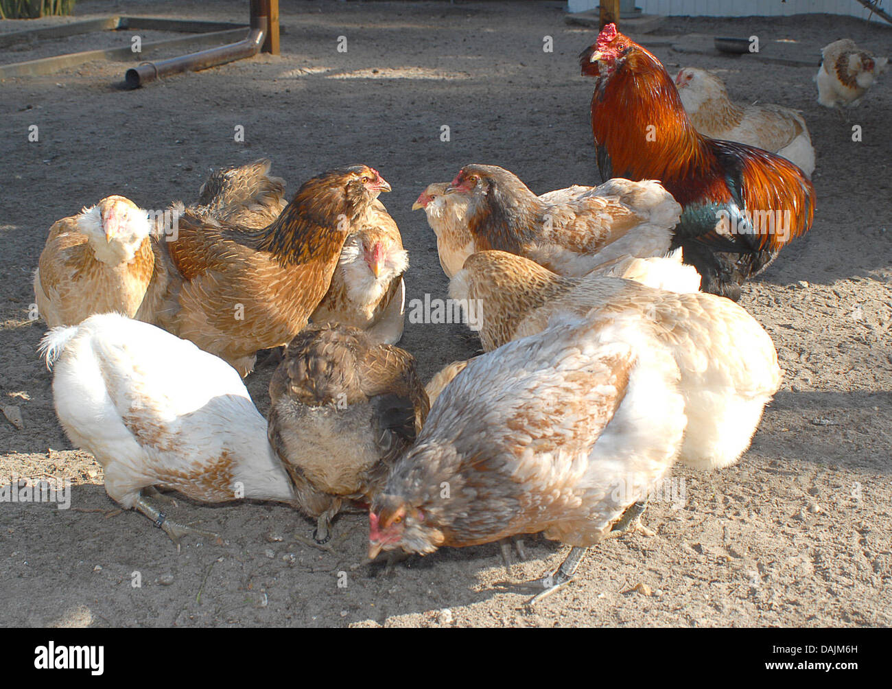 The Araucana chicken breed look for food on a farm in Winsen, Germany ...