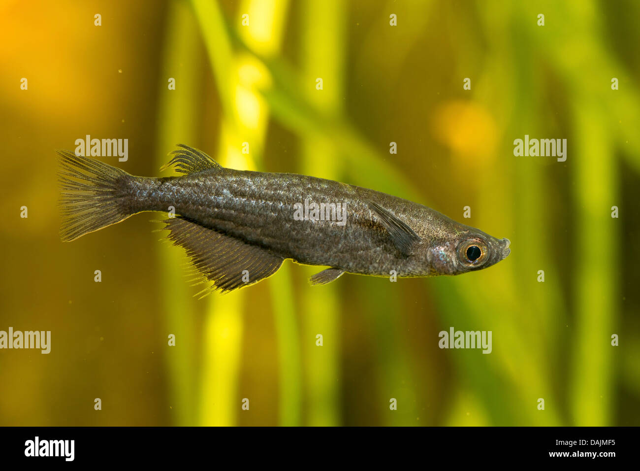 Nigrimas medakafish, black medaka (Oryzias nigrimas), male with nuptial ...