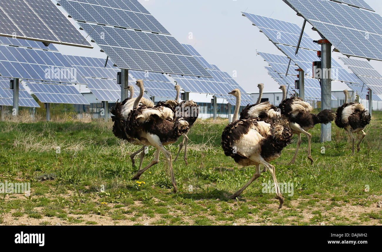 A herd of ostriches walks over the ground of a solar park near Grimma ...